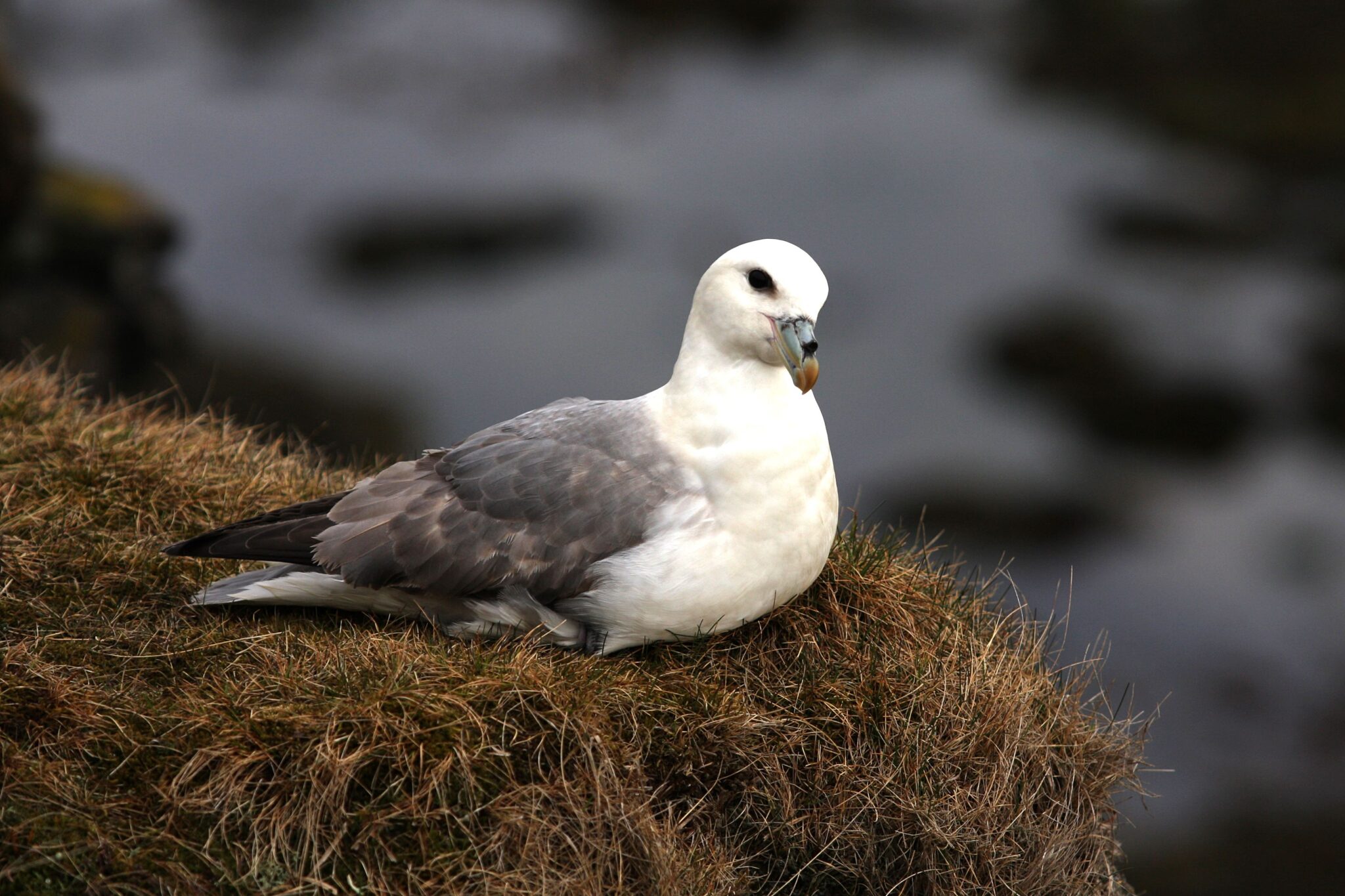 Fuglar Austurland - NAT ferðavísir