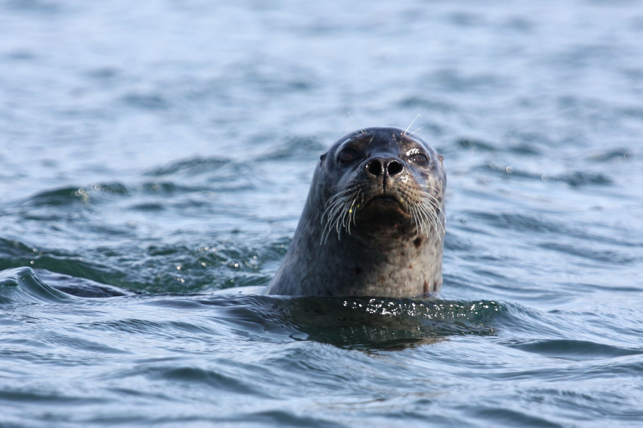 Selir - NAT ferðavísir